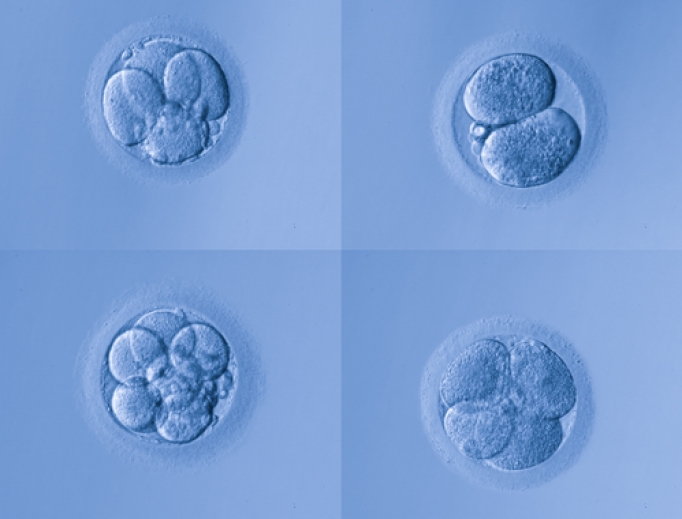 At Fertility Clinics, Abandoned Human Embryos Could Number in the ...