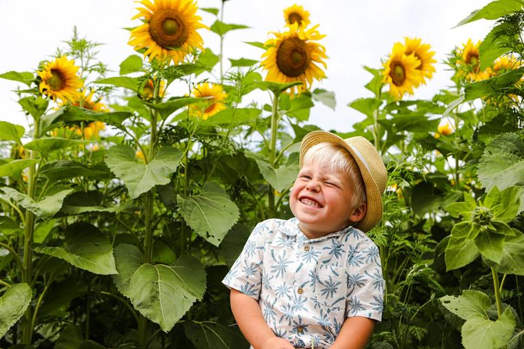 God’s Sunflower: How the Bright Bloom Became a Catholic Symbol of Faith ...