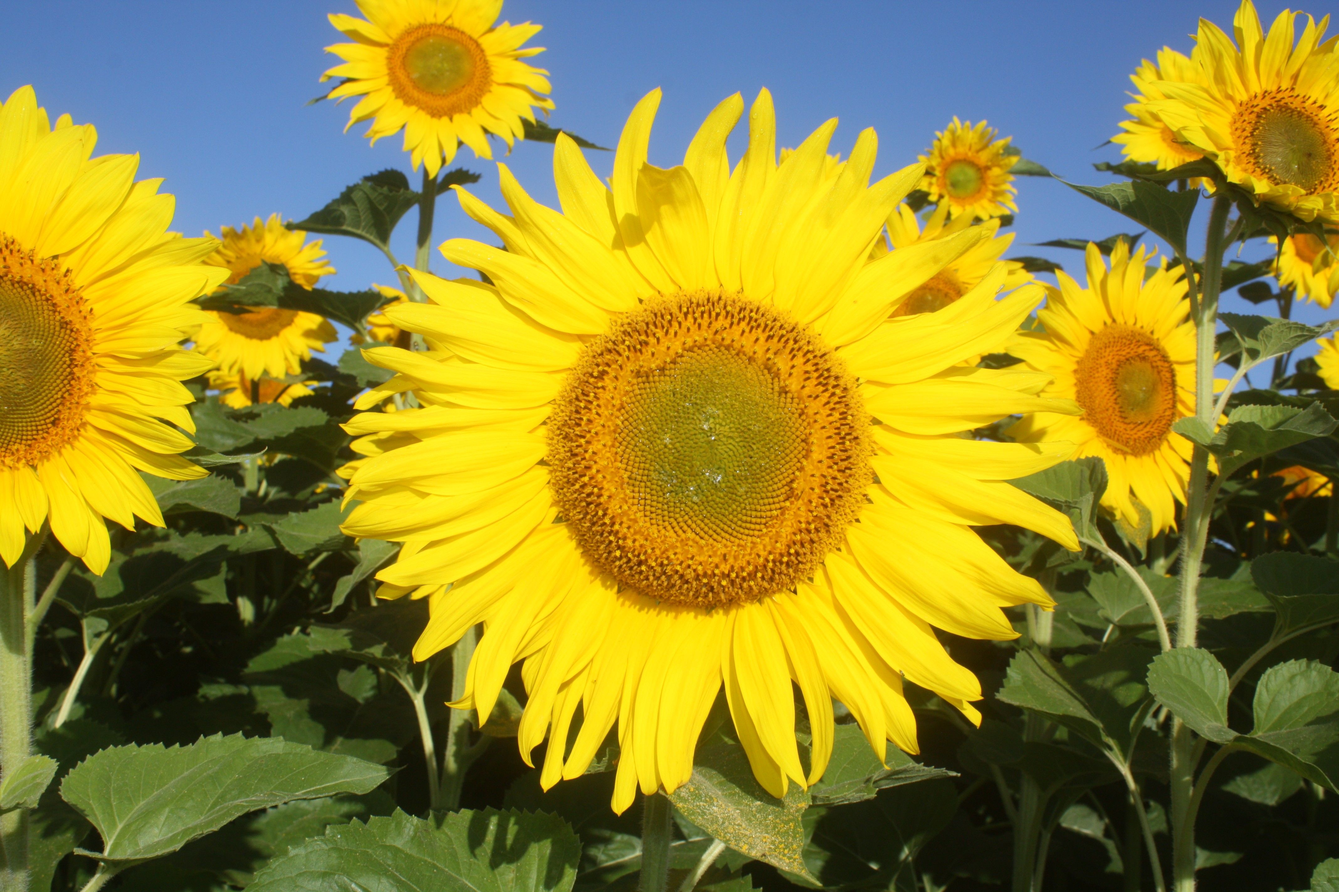 God’s Sunflower: How the Bright Bloom Became a Catholic Symbol of Faith ...