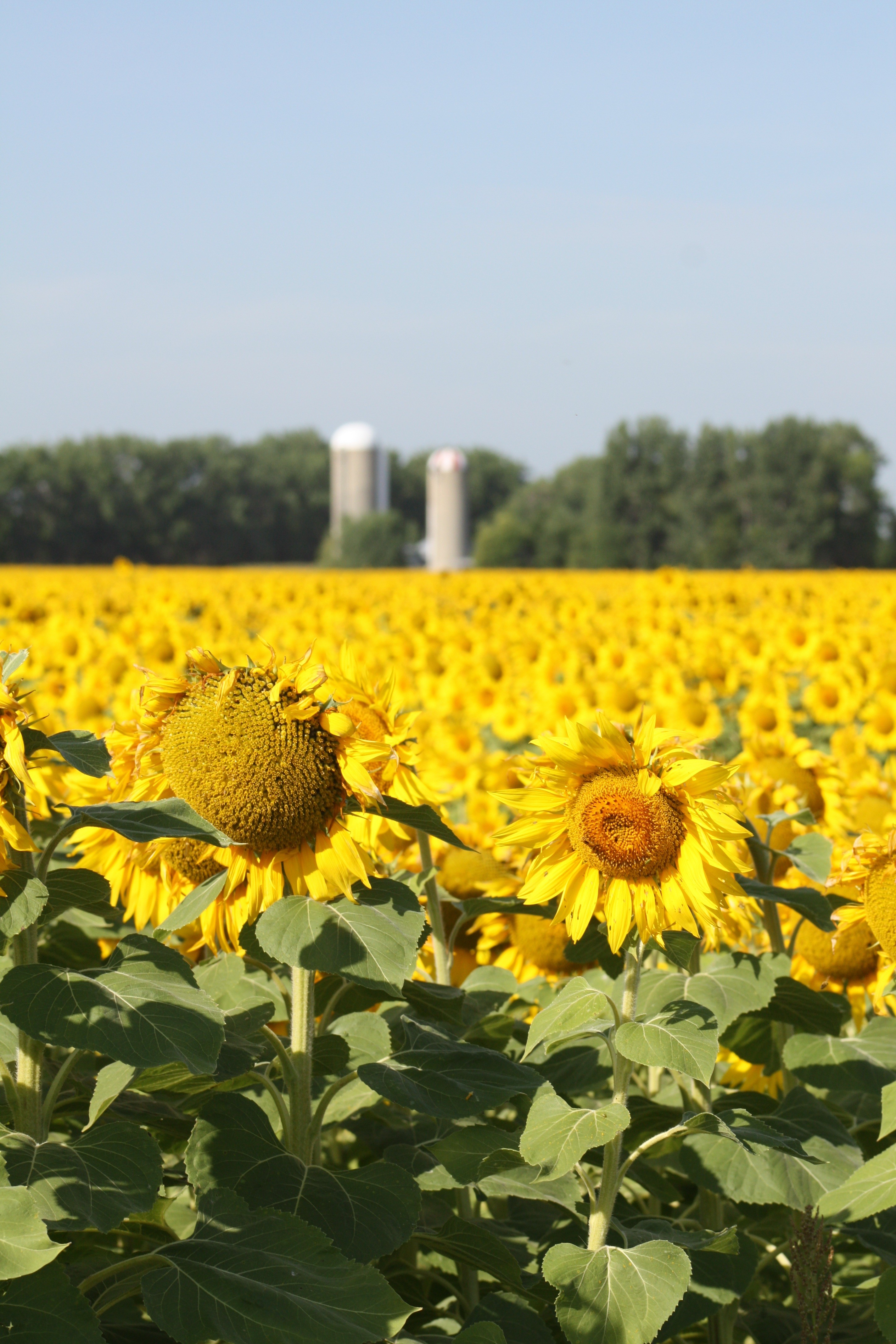 God’s Sunflower: How the Bright Bloom Became a Catholic Symbol of Faith ...